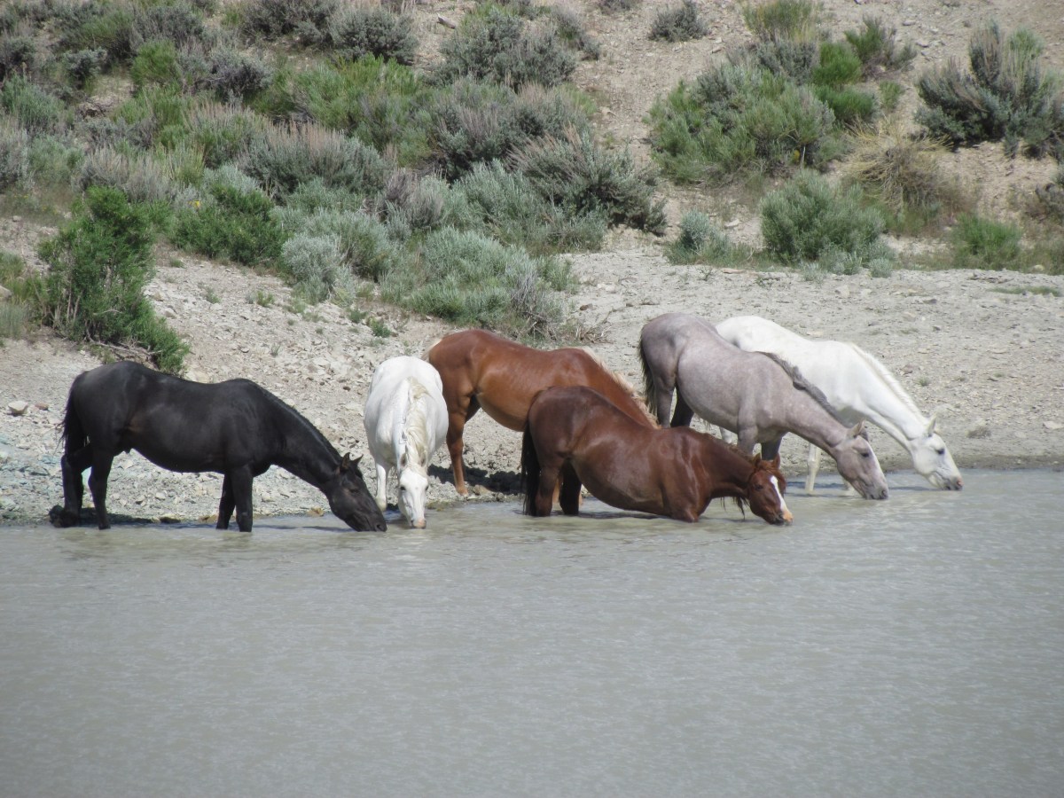 24 Hours Among Wild Horses – tanja britton