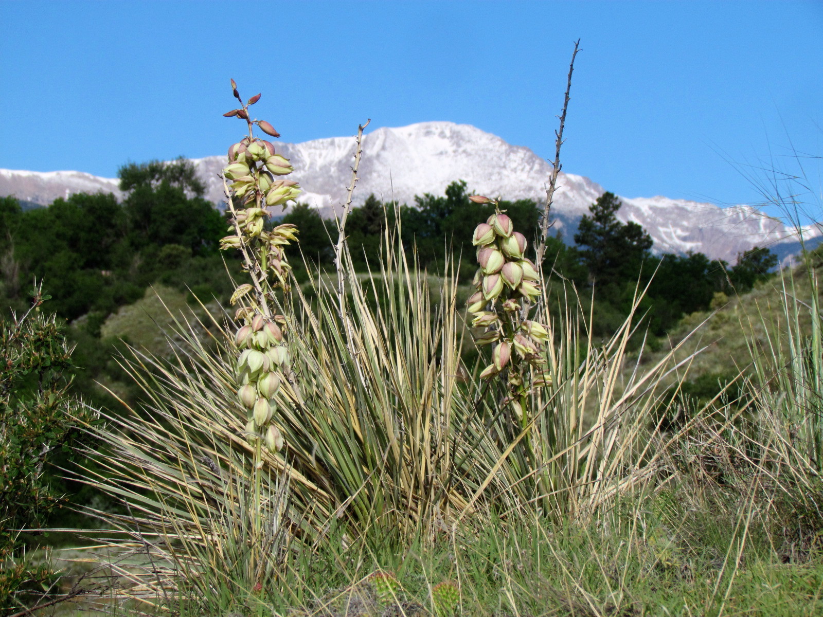 The Amazing Yucca – tanja britton