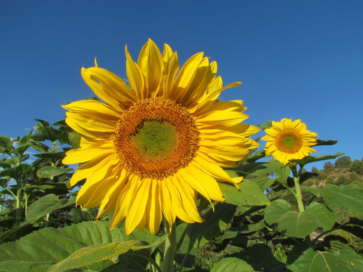 Goodbye Summer – tanja britton