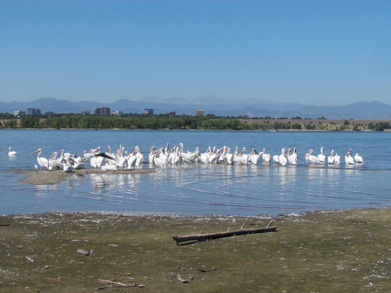 Pelicans In Colorado? – tanja britton