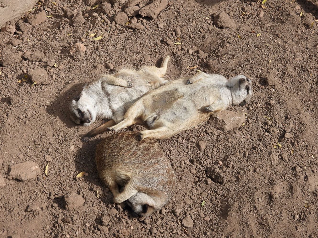 World Meerkat Day – tanja britton