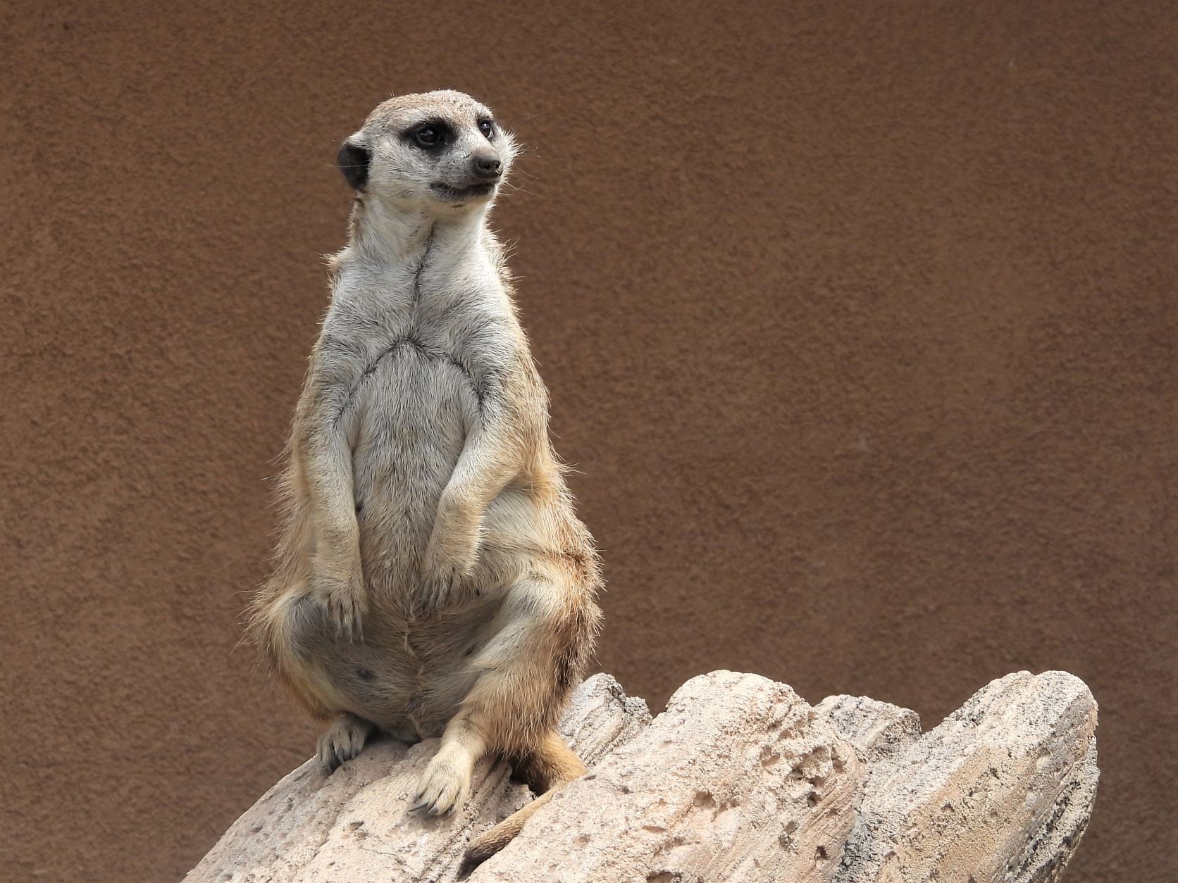 World Meerkat Day – tanja britton