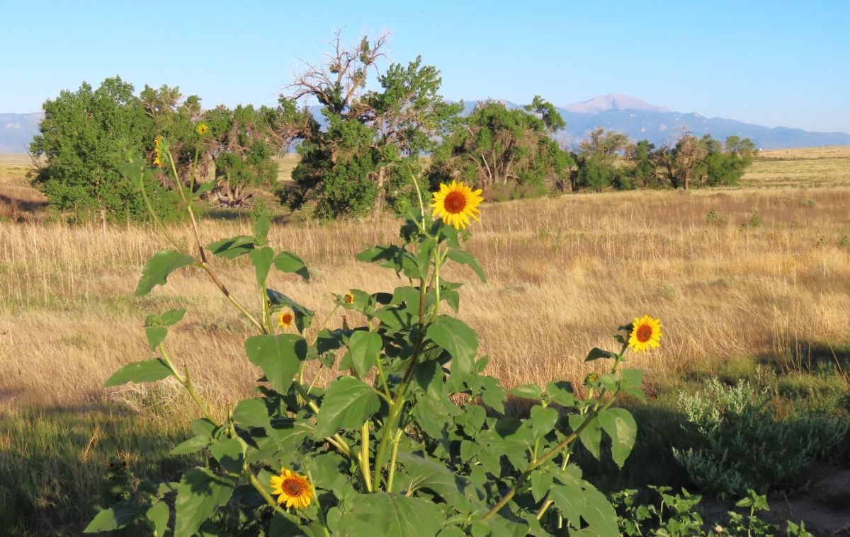 Kane Ranch – tanja britton